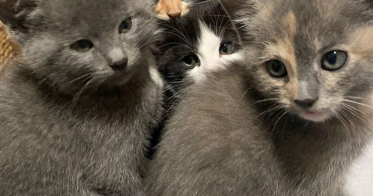 Look for a home for these 4 kitties for Free in Sacramento, CA | For ...