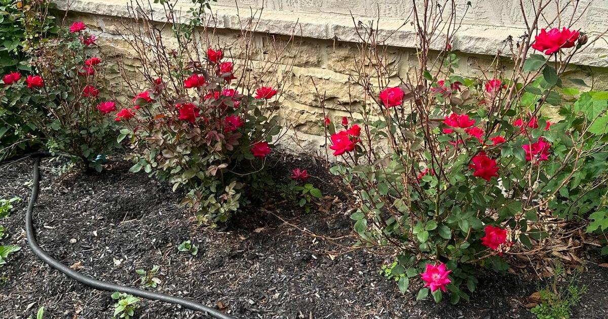 6 knockout rose bushes for $10 in Lewis Center, OH | For Sale & Free ...