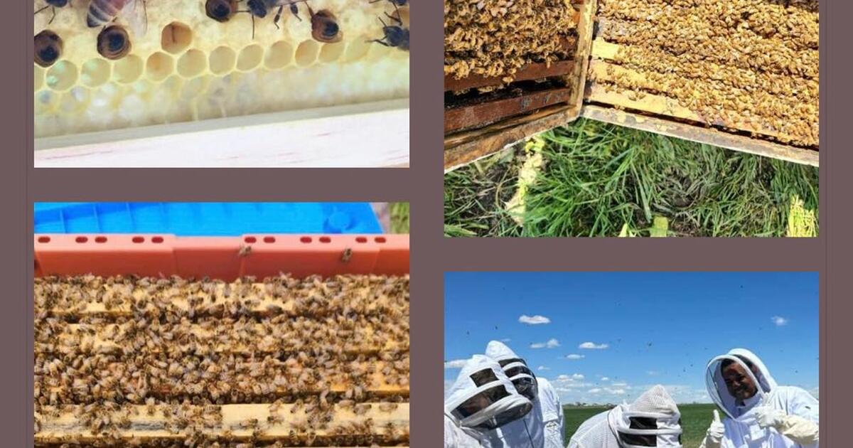 🐝📝 Bee School & Live CO Bees for Free in Windsor, CO | For Sale & Free ...