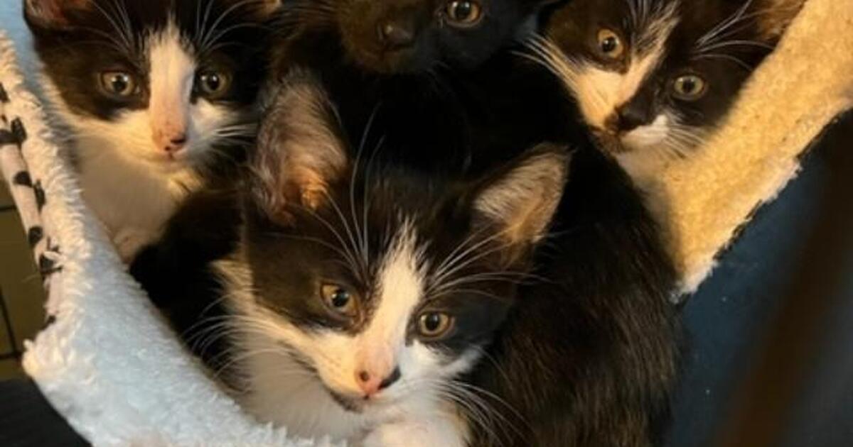 Fundraiser for TNR for Glenmoor Cats/Kittens for Free in Fremont, CA | For Sale & Free — Nextdoor