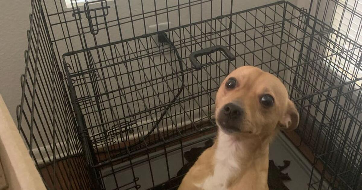 Dog (Teak) for Free in Dublin, CA | Finds — Nextdoor