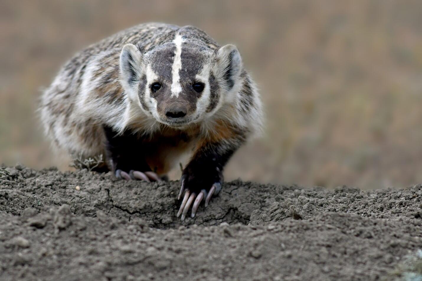 What's in your backyard? - American Badger (State of Nevada) — Nextdoor ...