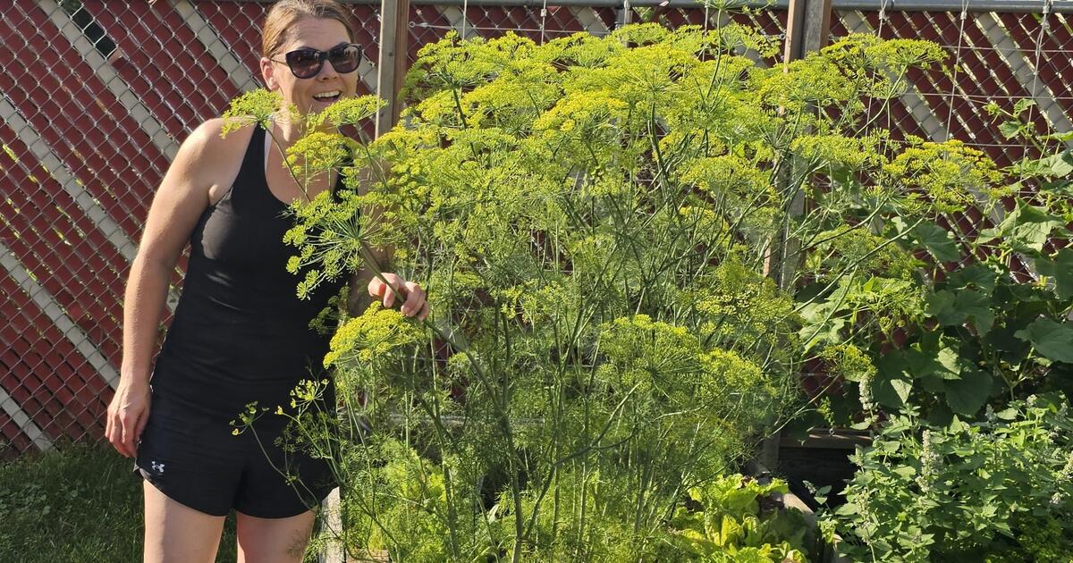 Free Dill Tops for Free in Minneapolis, MN | For Sale & Free — Nextdoor
