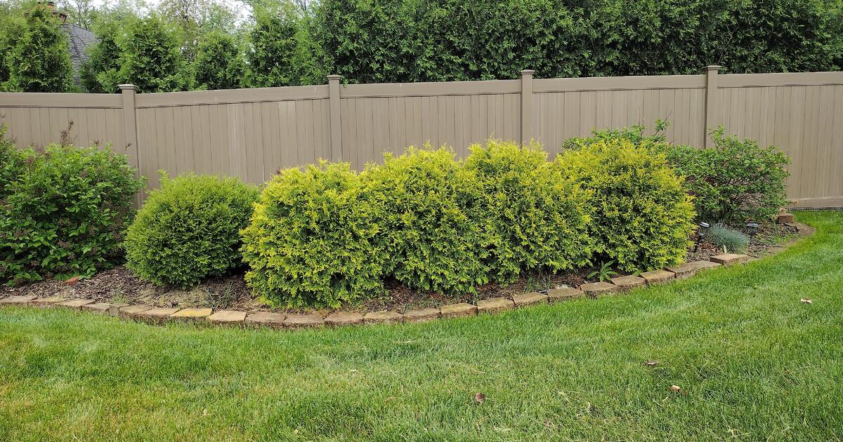 Free Sun - Part Shade Shrubs for Free in Glen Ellyn, IL | For Sale ...