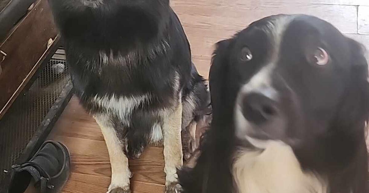 *RE-HOMED* Need to re-home my boys! for Free in Erie, PA | For Sale ...