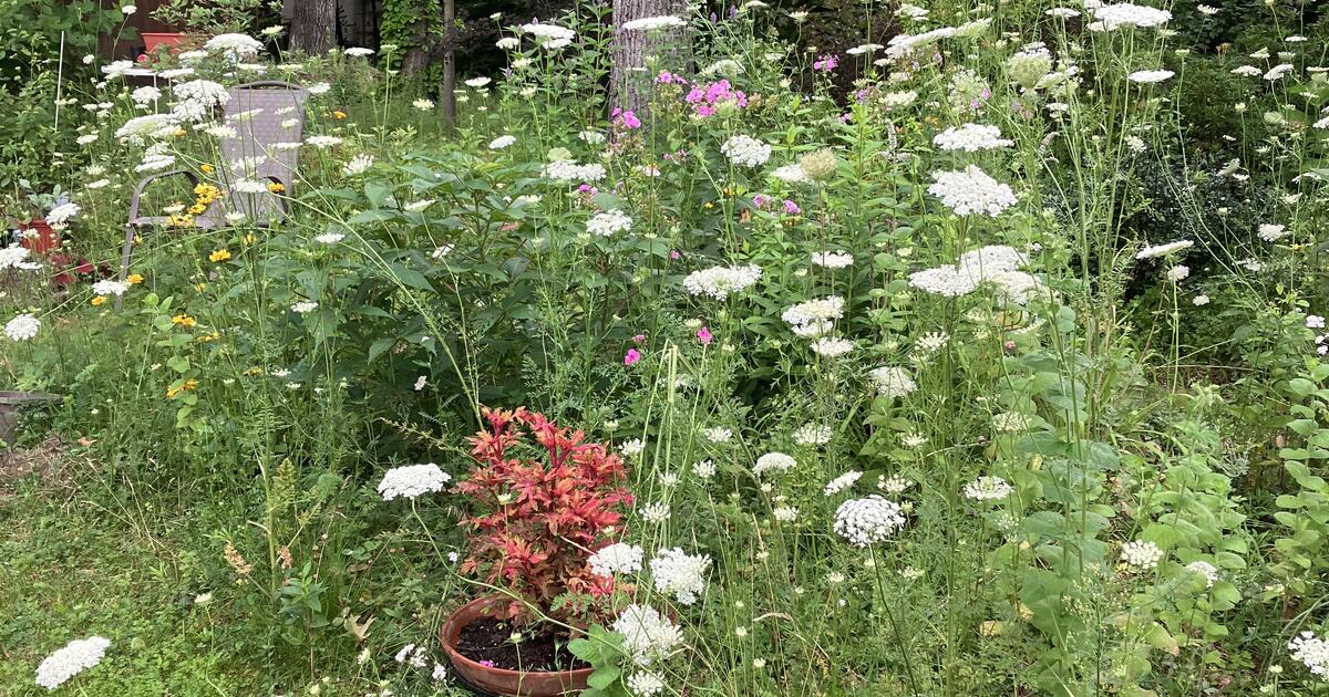 Queen Ann's Lace, Peppermint plants for Free in Saratoga Springs, NY ...