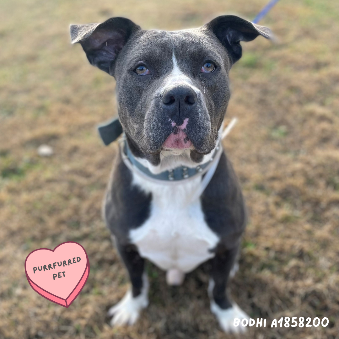 PURRFURRED BARC Pet Looking for Forever Homes or Foster Homes! (City of ...