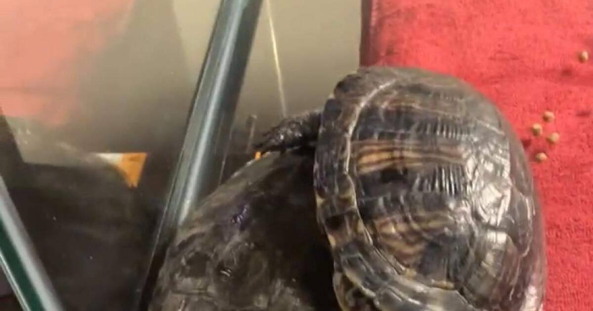 Turtle Breeder Tank for Free in Wilmington, DE | For Sale & Free — Nextdoor