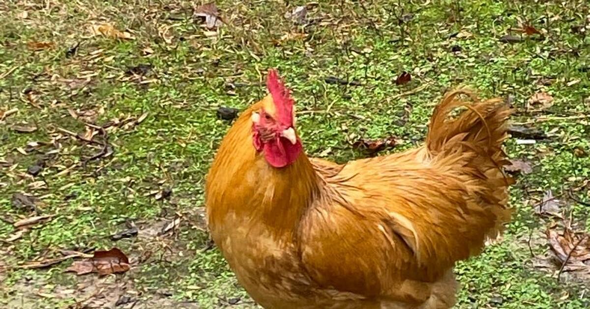 Young Rooster to good home. Not for dinner! for Free in Raleigh, NC ...