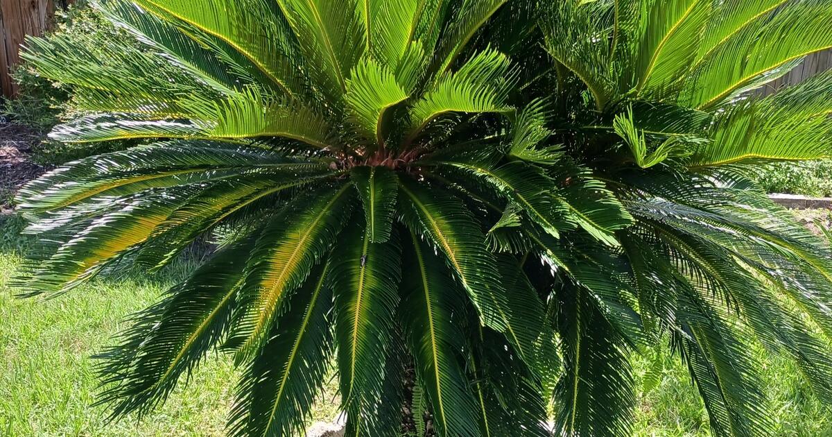 Sago Palms for Free in Tavares, FL | For Sale & Free — Nextdoor