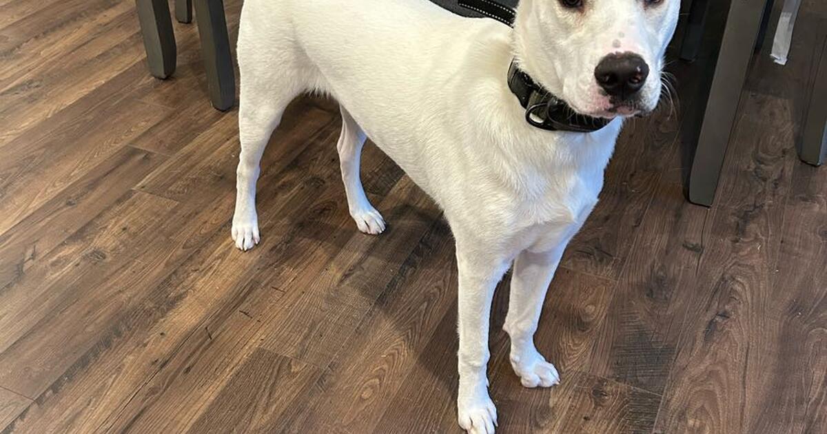 Dog in need of rehome for Free in Troutman, NC | For Sale & Free — Nextdoor