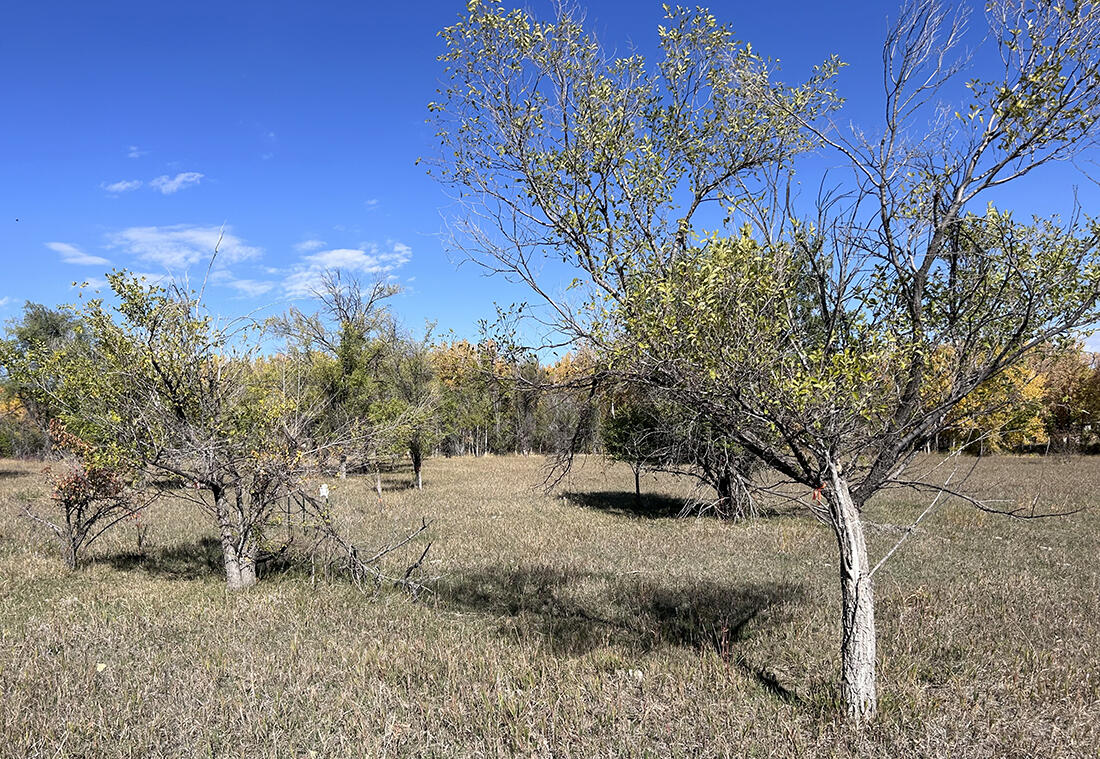 Starting in late October, Open Space staff will be removing invasive ...