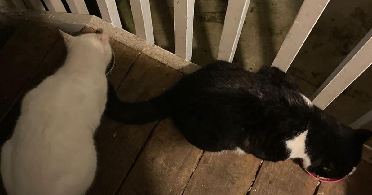 Strays that need a home for Free in Salem, OR | For Sale & Free — Nextdoor