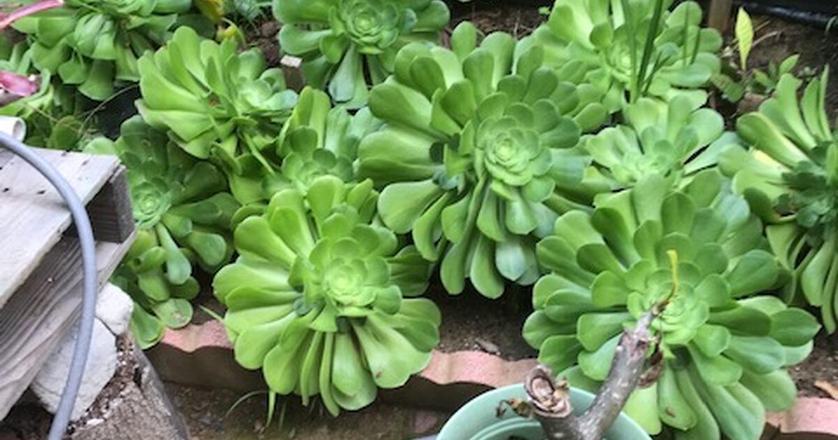 FREE Platter Plants .... still some remain 12/07 for Free in San Diego ...