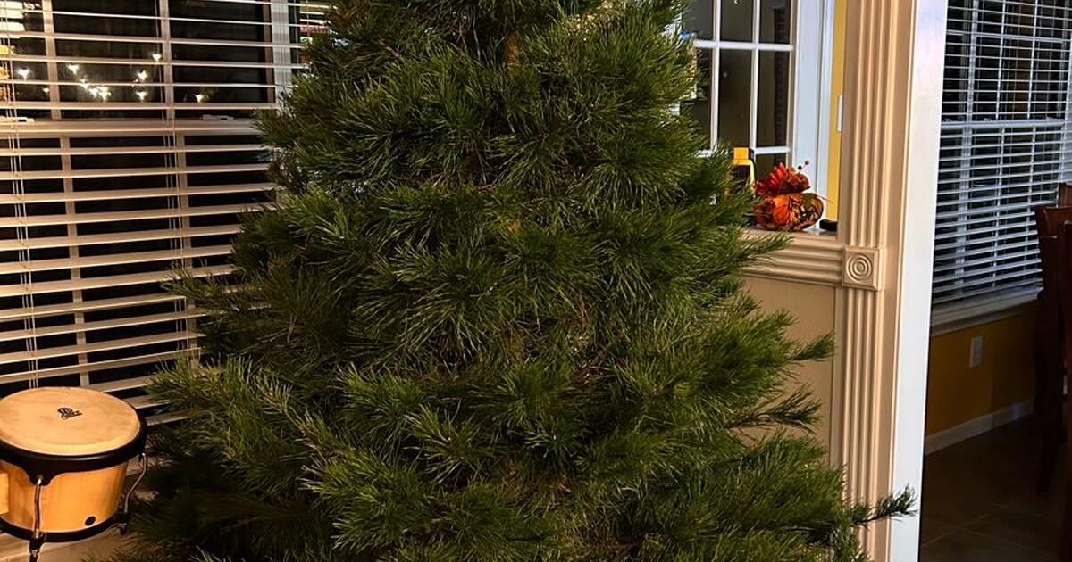 Fresh Live Pine Tree for $100 in Spring, TX | For Sale & Free — Nextdoor