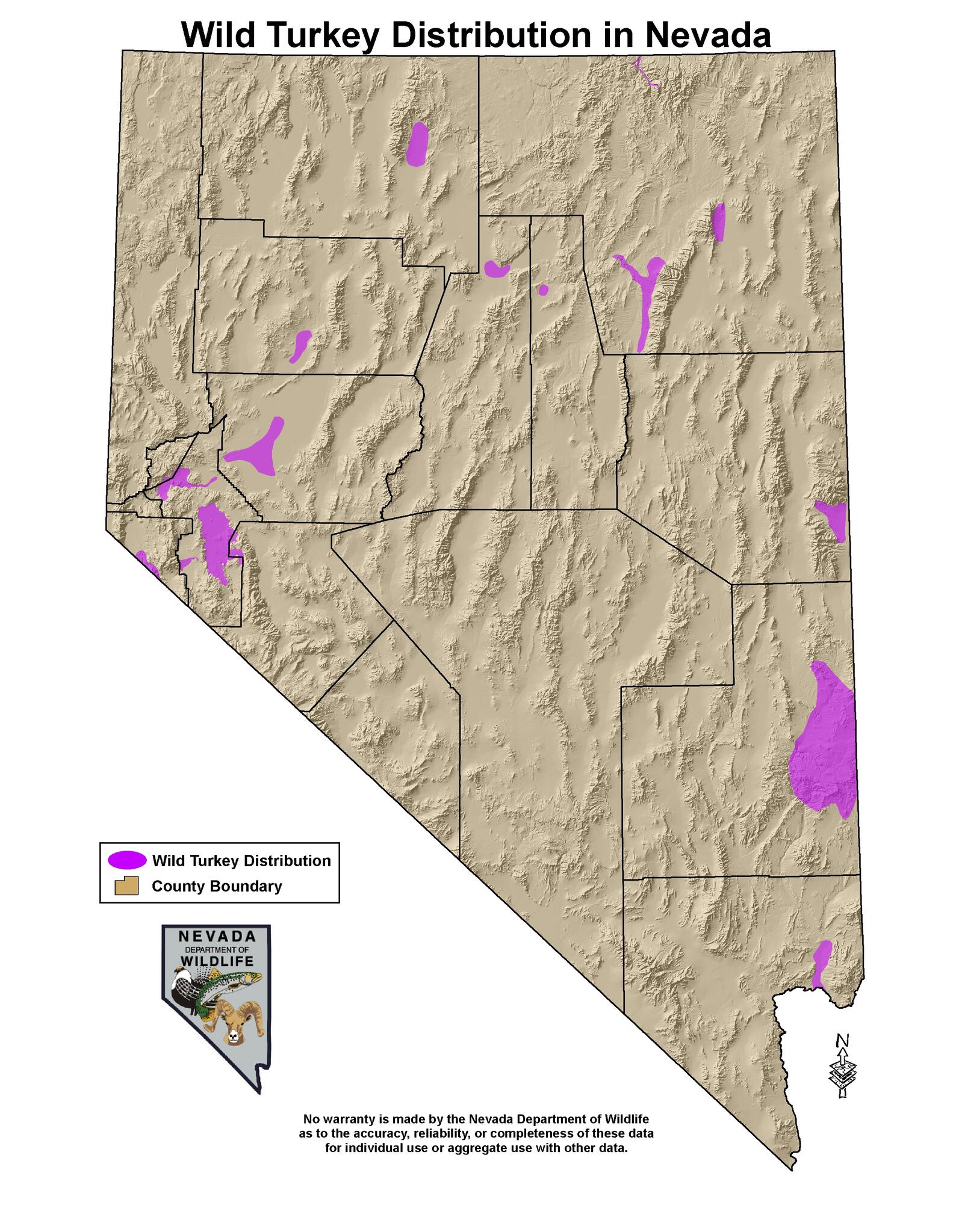 What's in your backyard? - Wild Turkey (State of Nevada) — Nextdoor ...