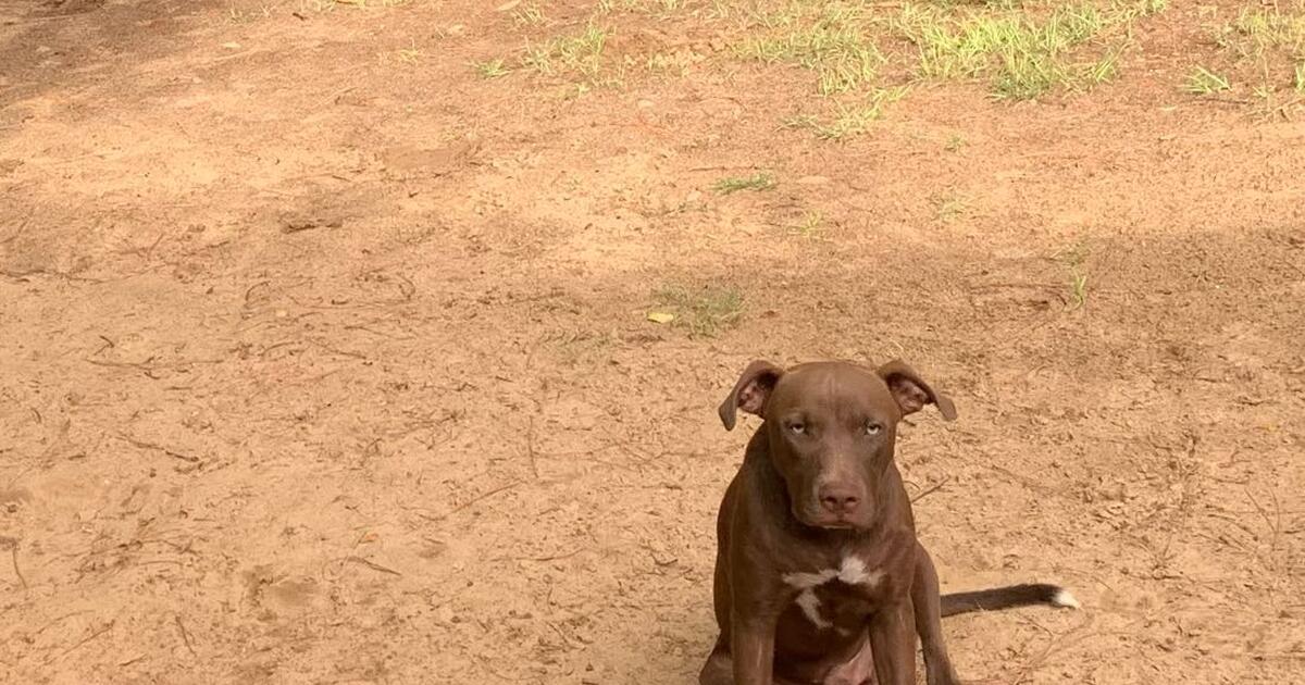 Dogs for Free in Tyler, TX | For Sale & Free — Nextdoor