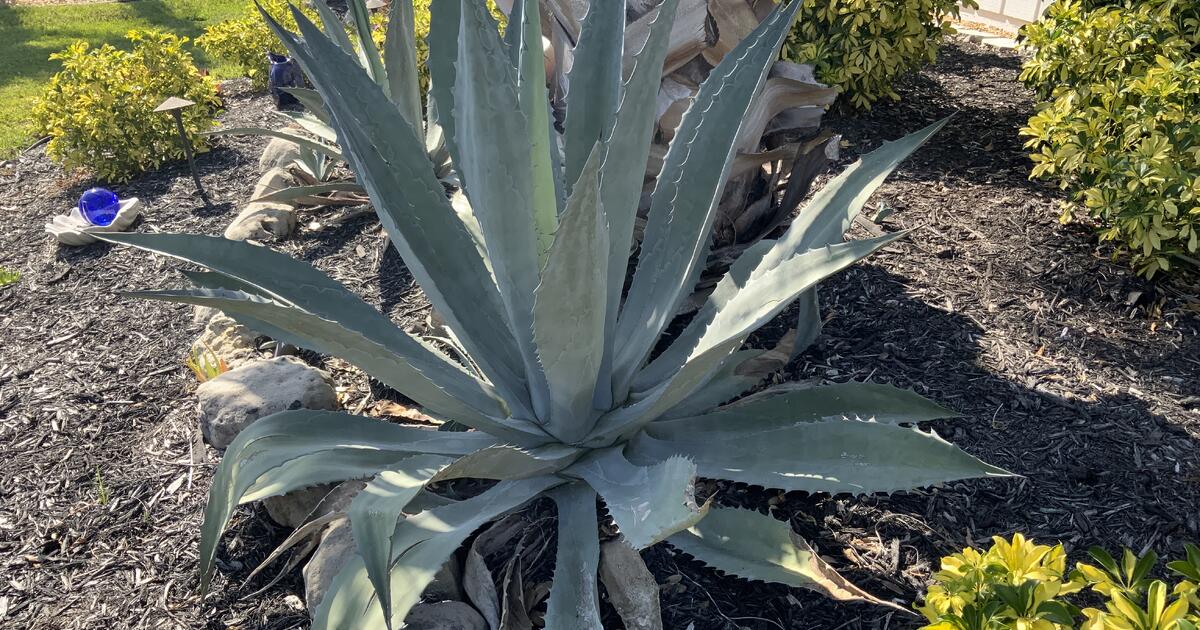 Agave plant for $200 in Osprey, FL | For Sale & Free — Nextdoor