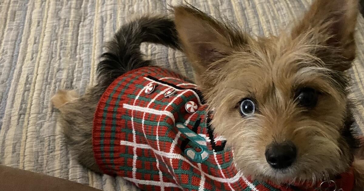 Free spayed 4 year old half yorkie half pomerian for Free in Randolph ...