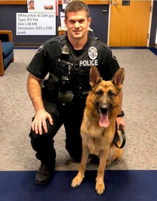 Congratulations to Officer Moynihan & K9 Odin on their first capture in ...