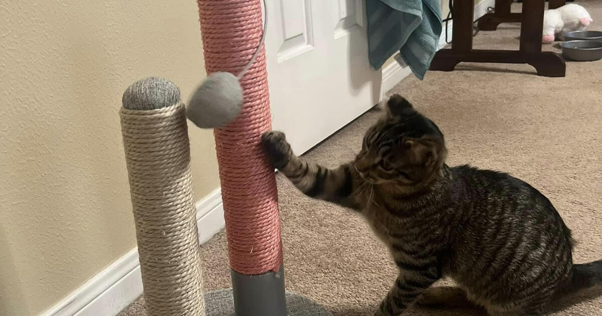 MUST LOVE SMALL CATS!! for Free in Bryan, TX | For Sale & Free — Nextdoor