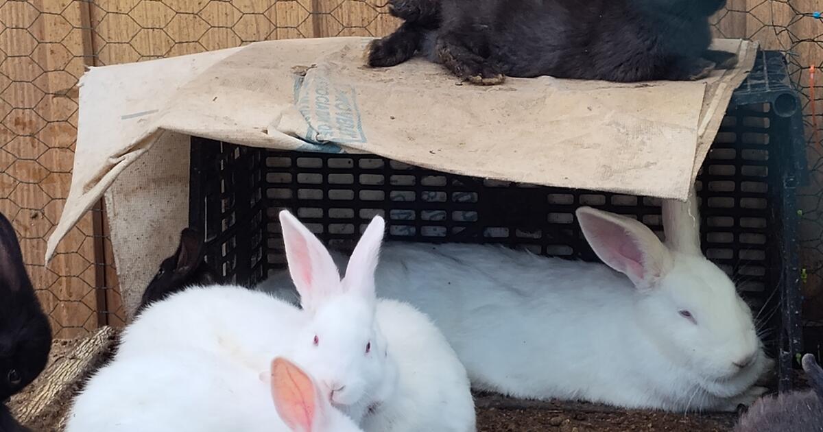 So Beautiful Rabbits for $10 in Memphis, TN | For Sale & Free — Nextdoor