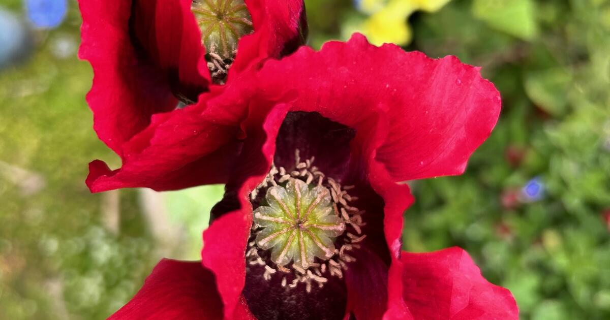 RED Poppy Seeds for $3 in Berkeley, CA | For Sale & Free — Nextdoor