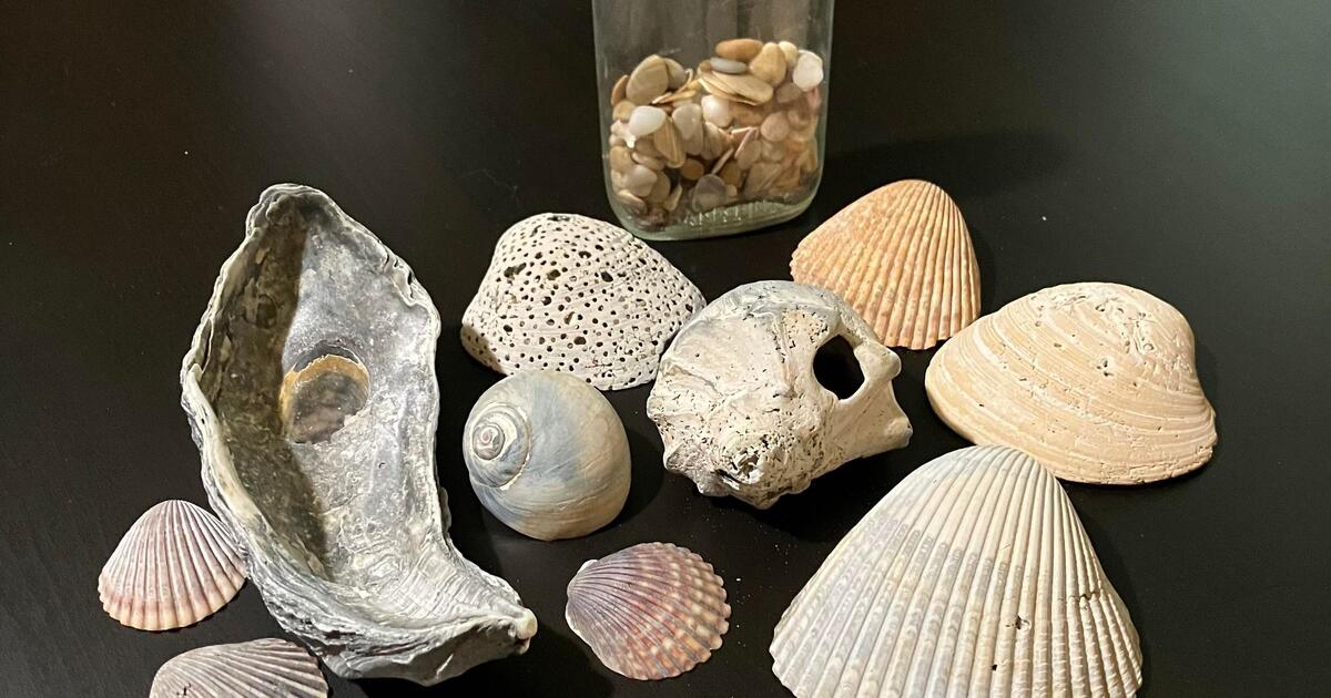 Assortment of Shells for Free in Baltimore, MD | For Sale & Free — Nextdoor