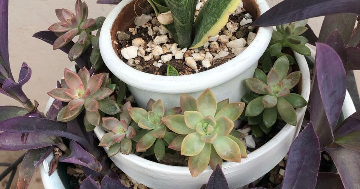 3-floor Pot With Snake Plant, Succulent & Purple Heart Flower for $30 ...