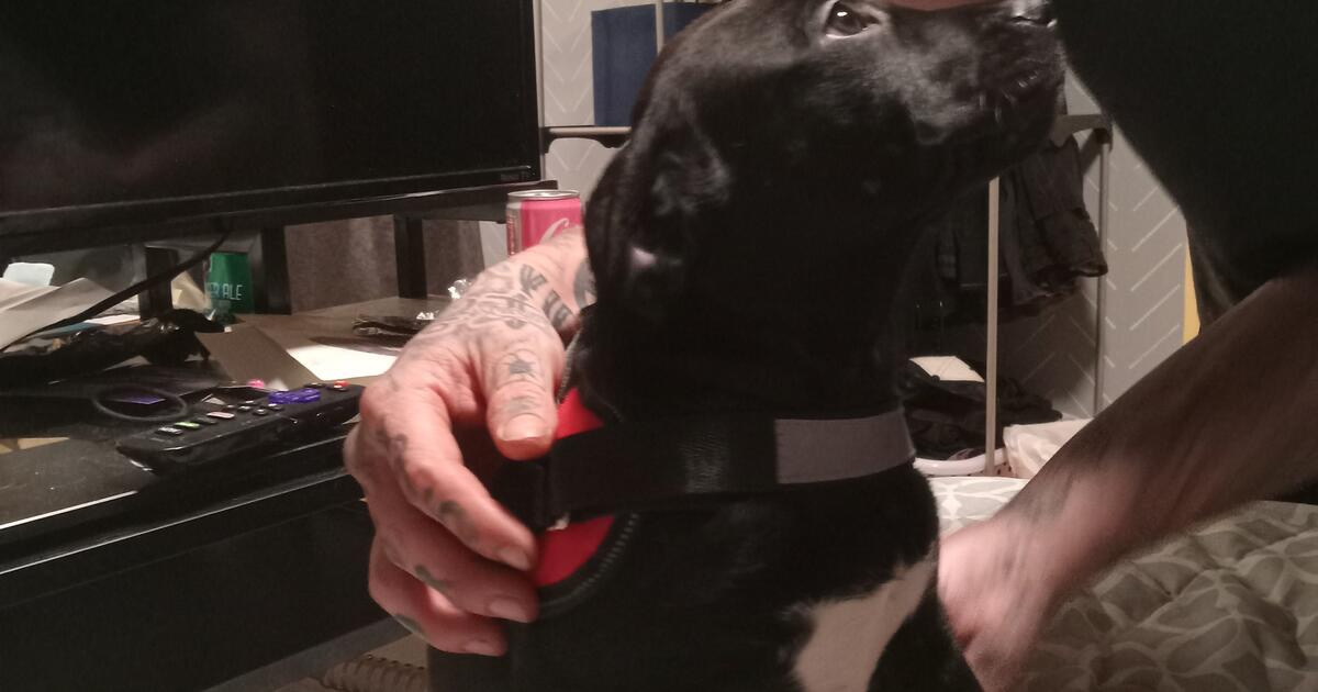 ISO puppy stuff for Free in Portland, OR | For Sale & Free — Nextdoor