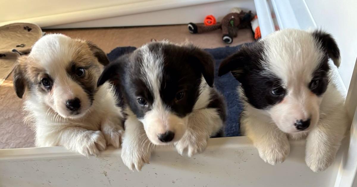 Borgie puppies for $500 in Acampo, CA | For Sale & Free — Nextdoor