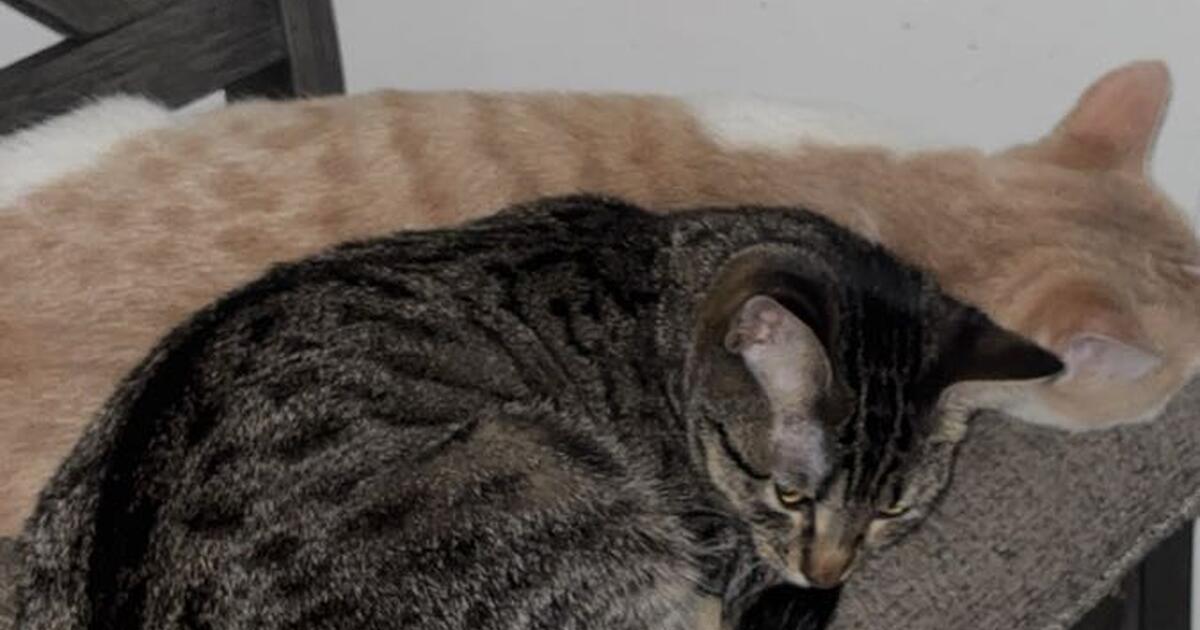 Rehoming my cats for Free in Fort Worth, TX | For Sale & Free — Nextdoor
