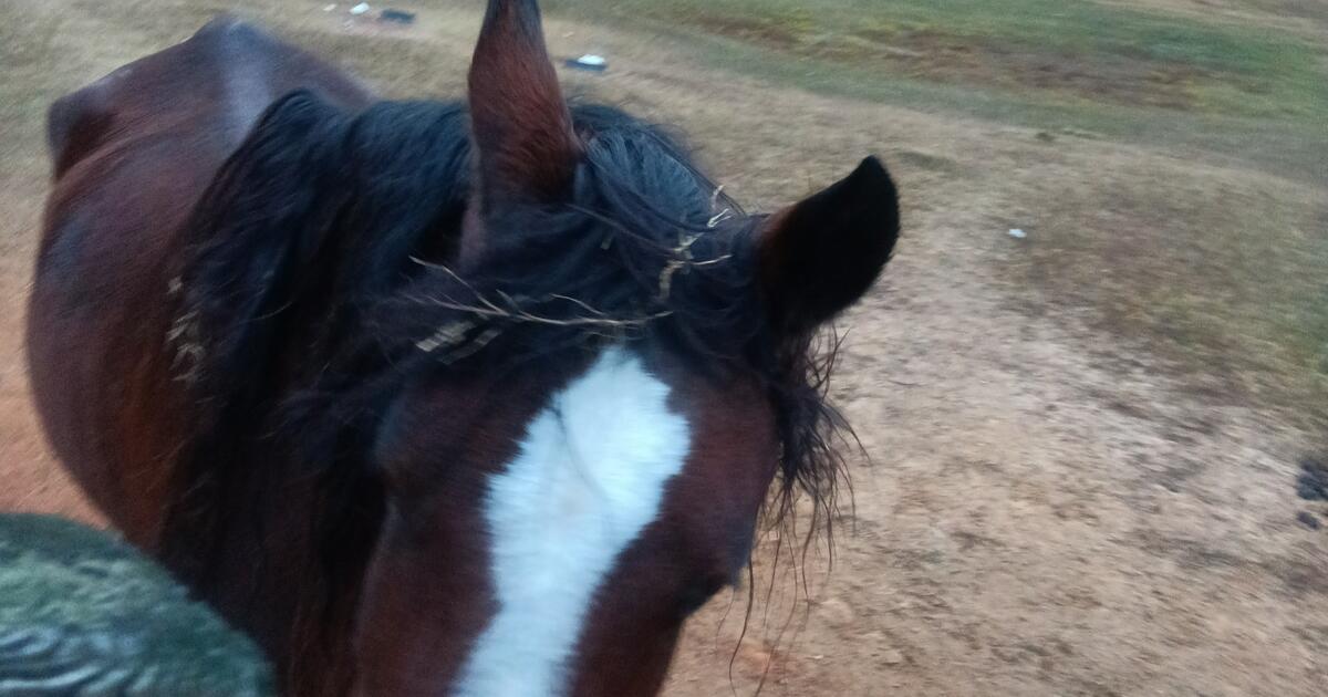 2 Arabian Horses for Free in Trion, GA | For Sale & Free — Nextdoor