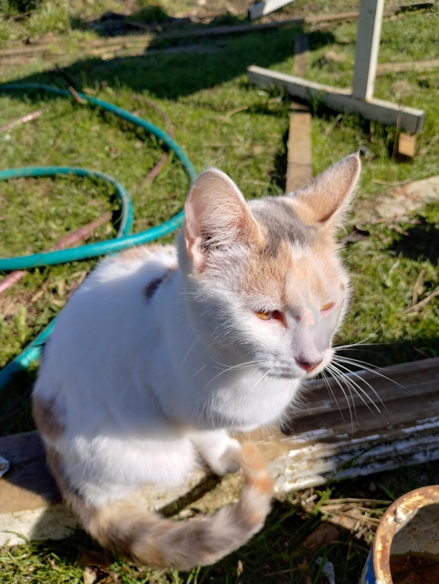FREE TO GOOD HOMES for Free in Molalla, OR | For Sale & Free — Nextdoor