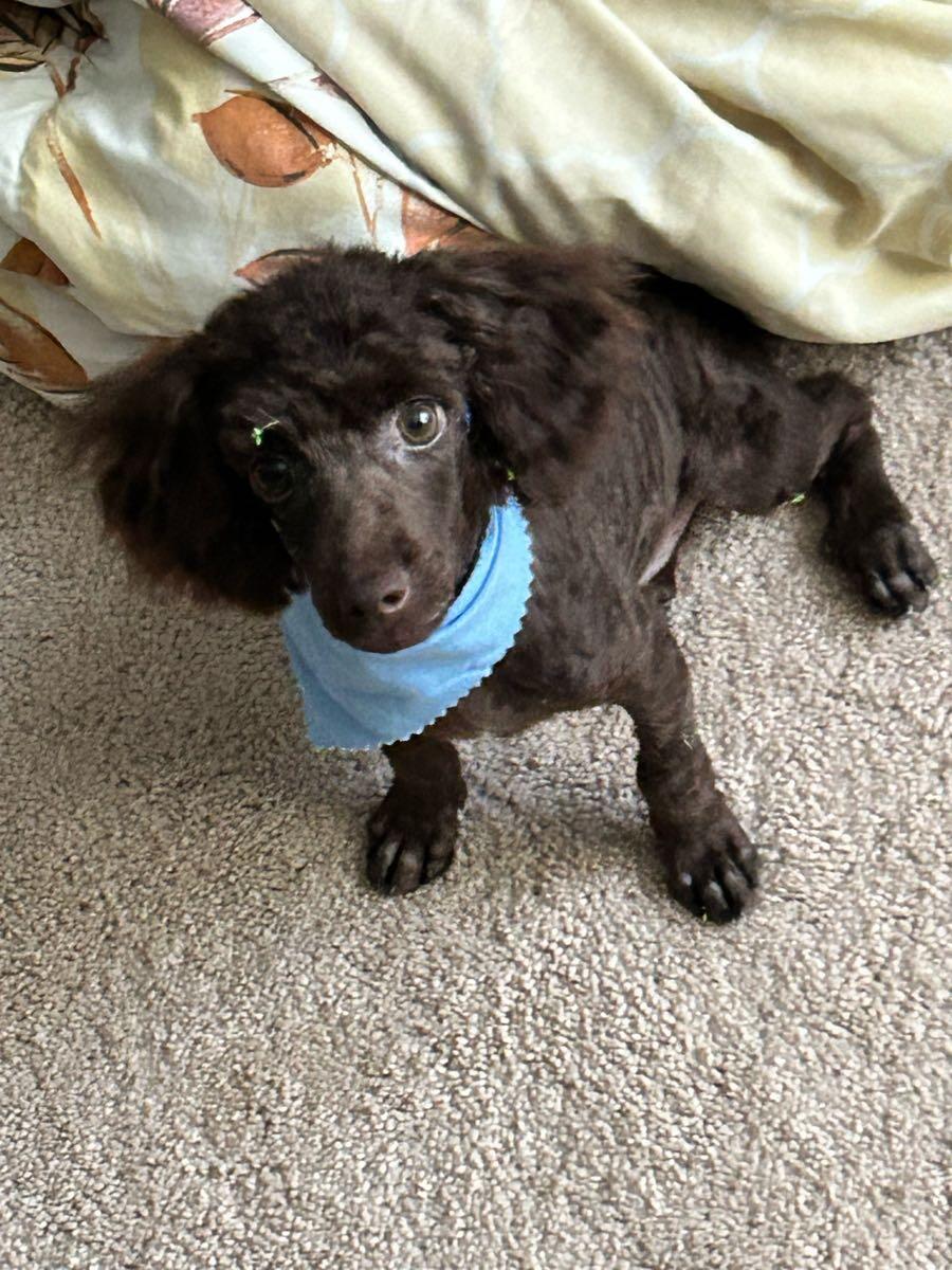 CKC Toy Poodles 7 weeks old in Mc Cormick, SC | For Sale & Free — Nextdoor