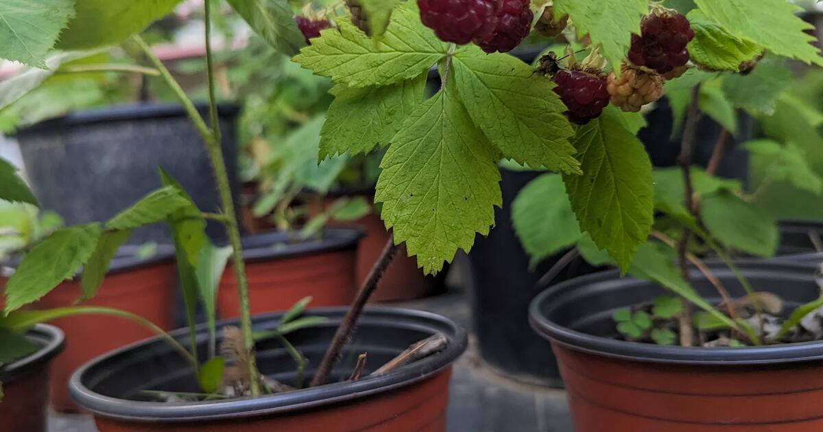 Organic Red Raspberry Plants for $12 in Powell, OH | For Sale & Free ...