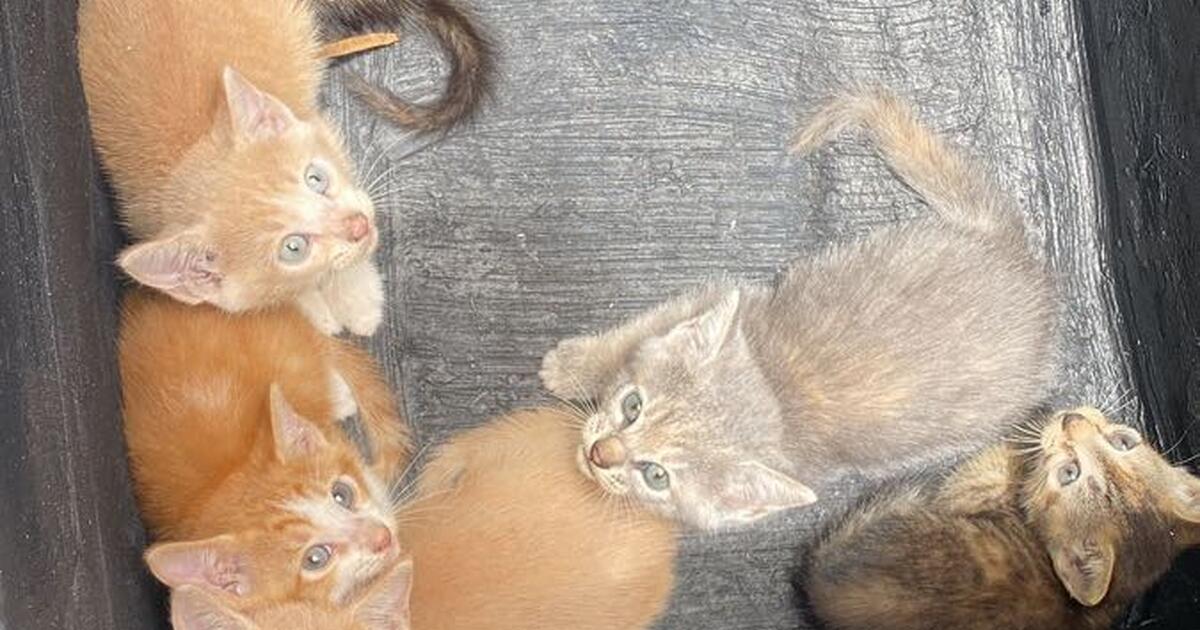 Free Kittens for Free in Homestead, FL | For Sale & Free — Nextdoor