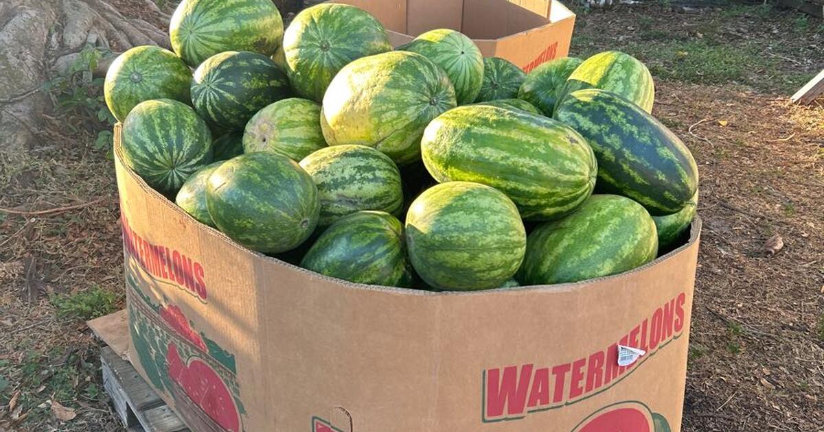 Box of Watermelons for $4 in Bradenton, FL | For Sale & Free — Nextdoor
