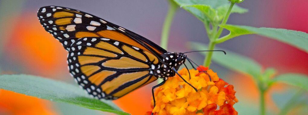 Coming Soon to the Red Mountain Library: Monarch Haven & Reading ...