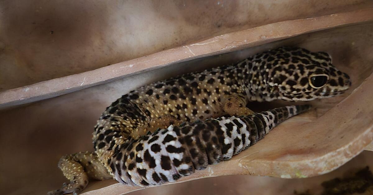 Leopard Gecko in Memphis, TN | For Sale & Free — Nextdoor