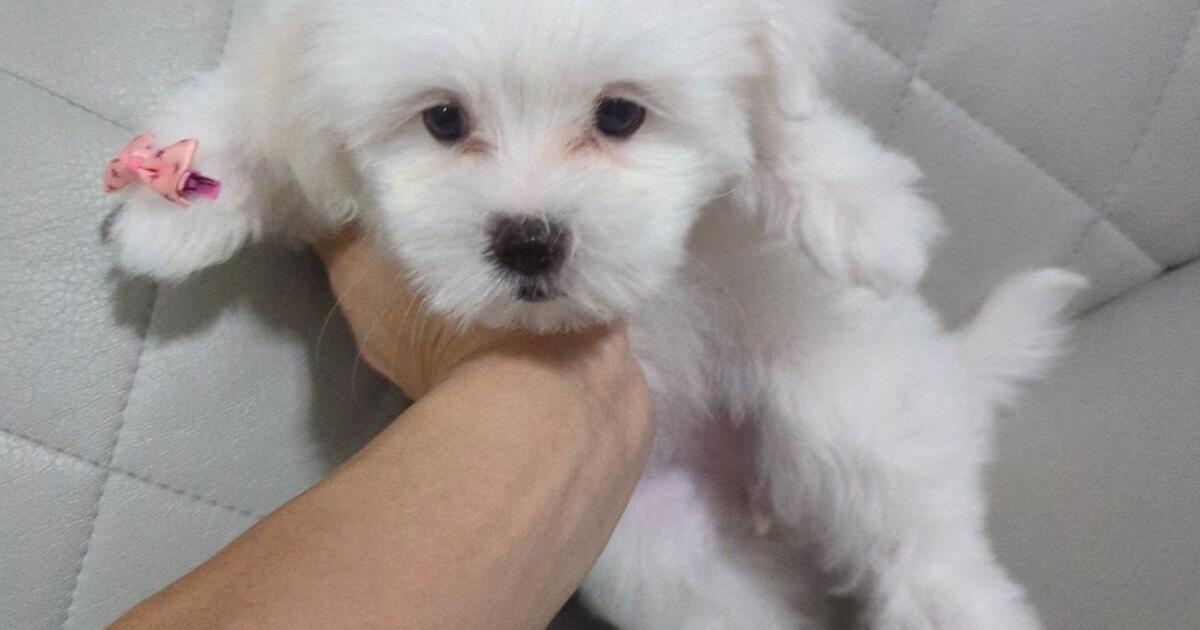 Half Maltese and Poodle in Pearland, TX | For Sale & Free — Nextdoor