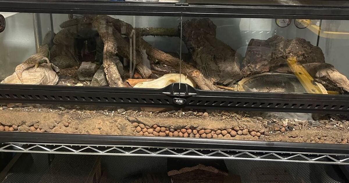 Leopard Gecko w/bioactive enclosure for $70 in Wilsonville, OR | For ...