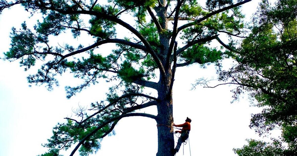 Tree removal, Decks, and fences by The Tree Engineers for Free in ...