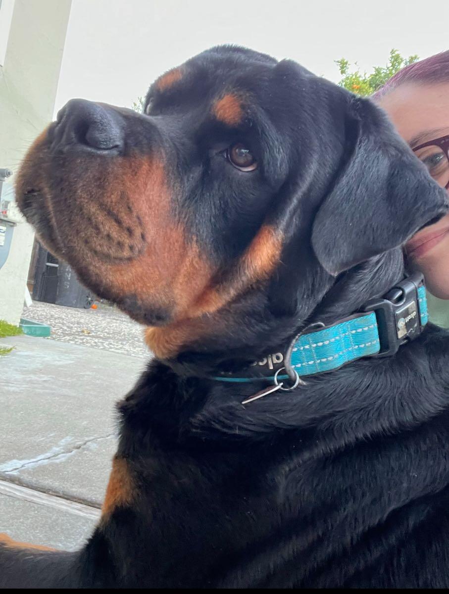 Rottweiler Up for Adoption for Free in Walnut Creek, CA | For Sale ...