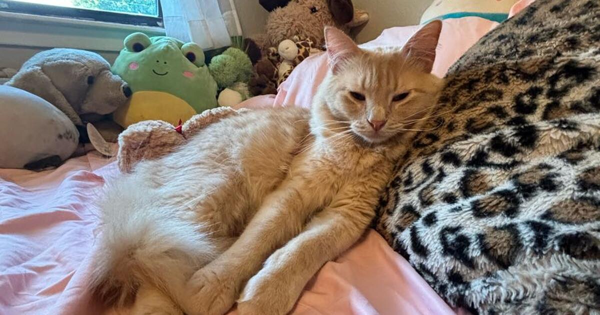 kitty in need of home for Free in Fort Worth, TX | For Sale & Free ...