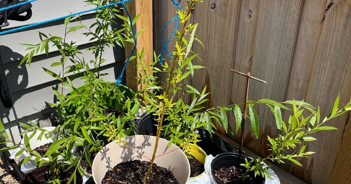 Healthy baby willow trees for $30 in Bolivia, NC | For Sale & Free ...