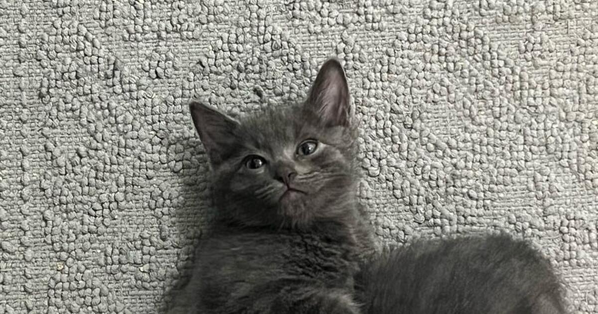 FREE KITTENS- need homes safe from the street for Free in San Antonio ...