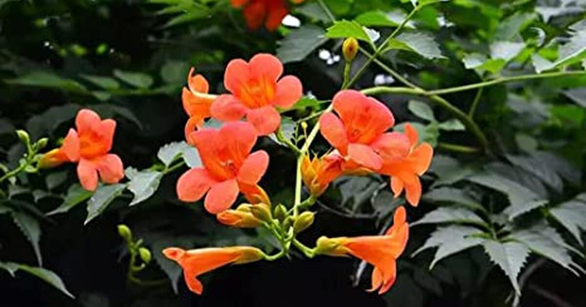 Free Trumpet Vines and Mint for Free in Cottonwood, AZ | For Sale ...