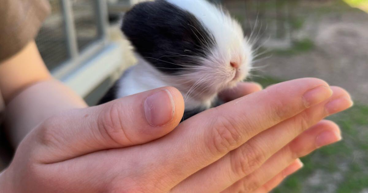 Dwarf Netherland/Holland/Lionhead mix baby rabbits/bunnies for $65 in ...