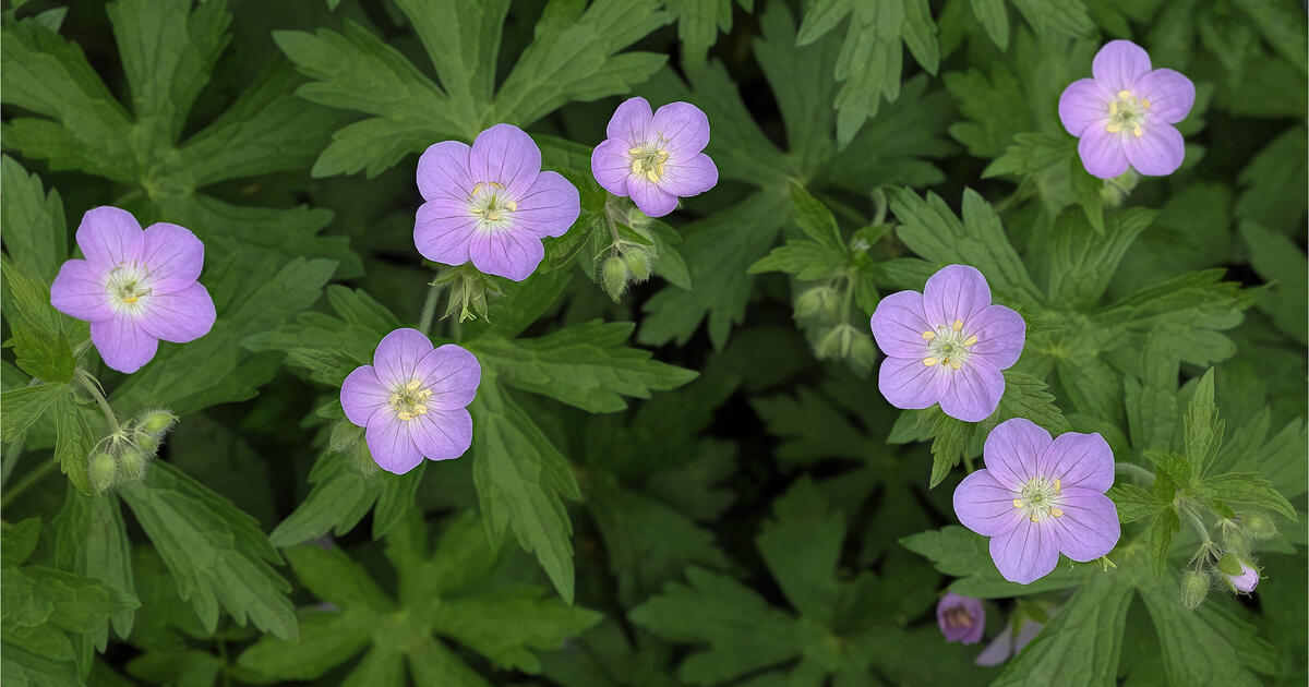 Wild Geranium (geranium maculatum) for $1 in Webster Groves, MO | For ...